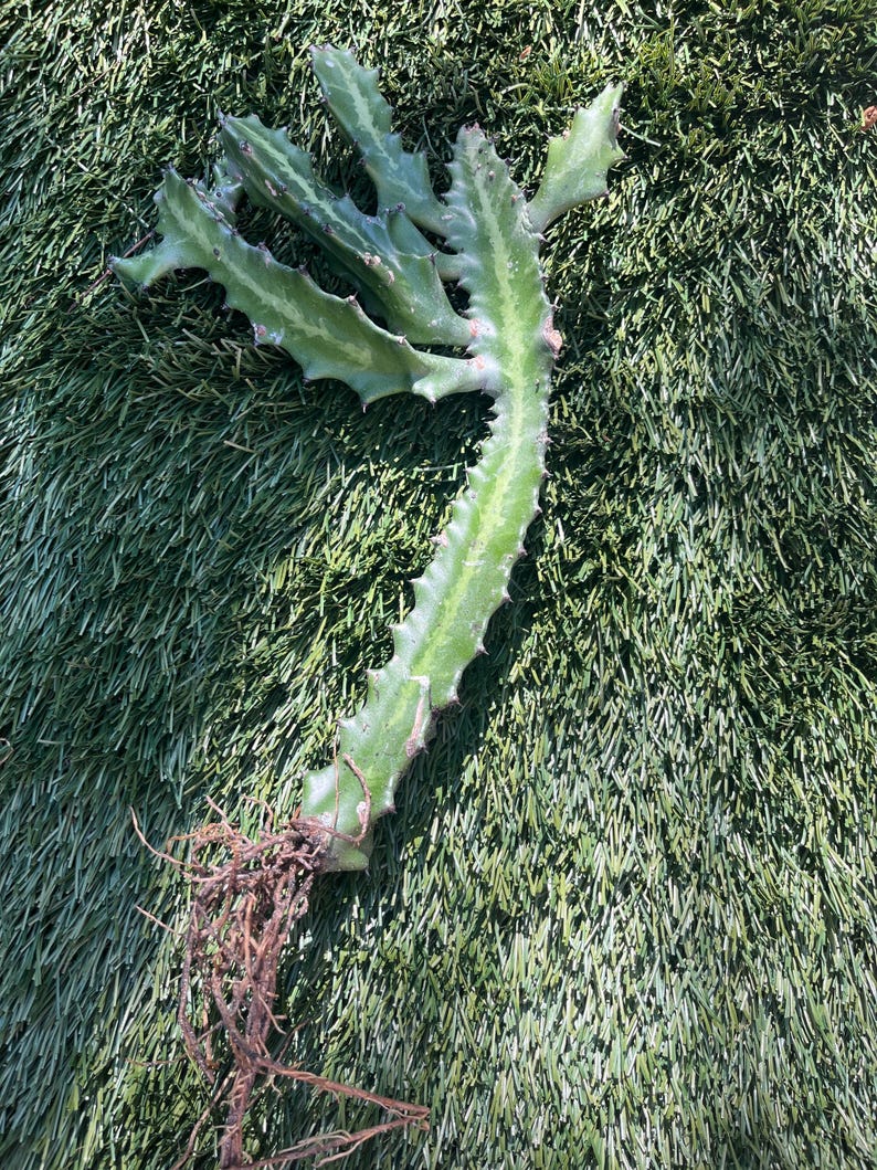 Euphorbia Lactea 8 to 10 Inches Tall - Well Rooted Cactus - Etsy