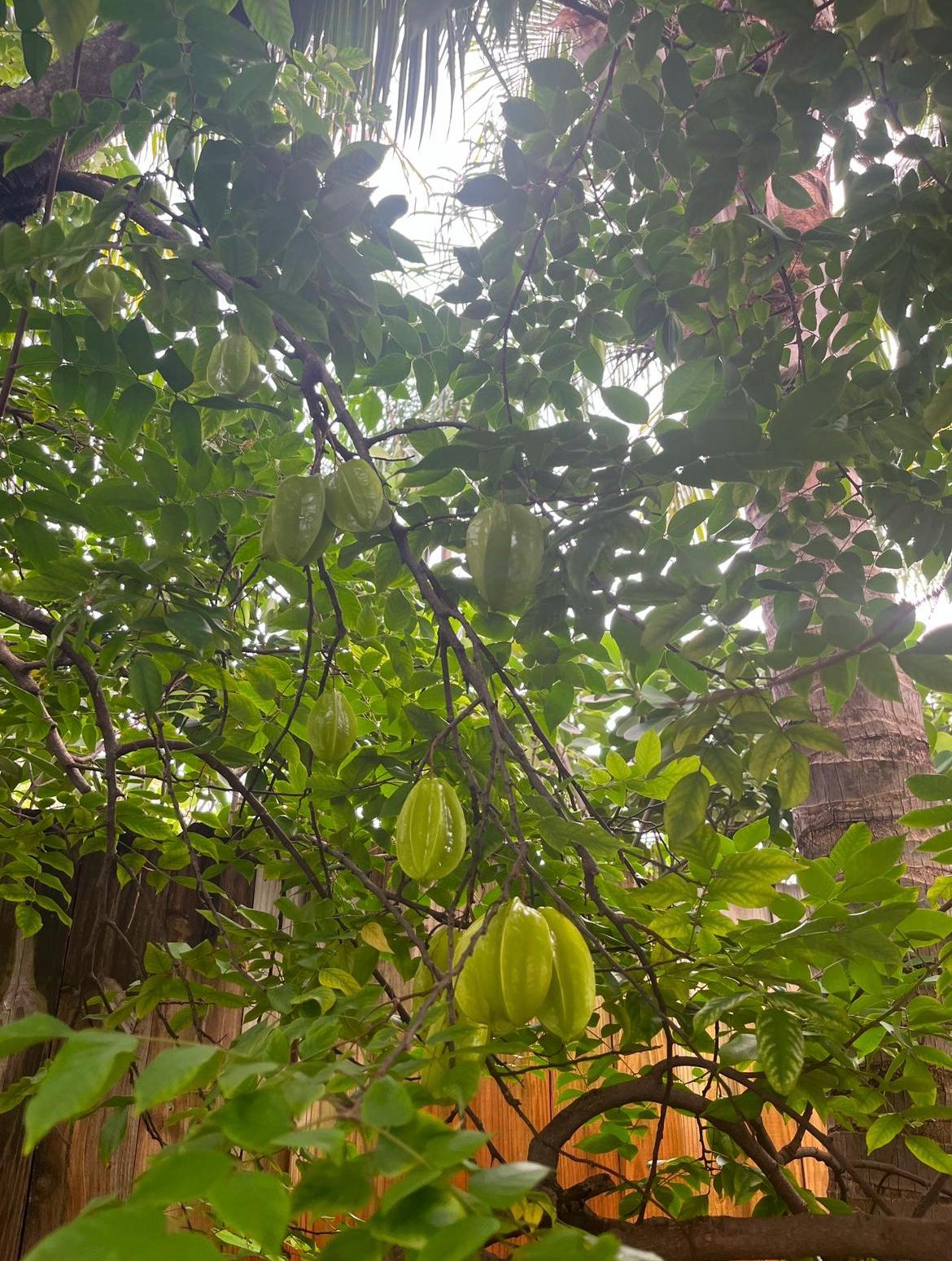 Star Fruit Seeds Freshly Picked Carambola Tree Seeds. 10 Seeds + - Etsy