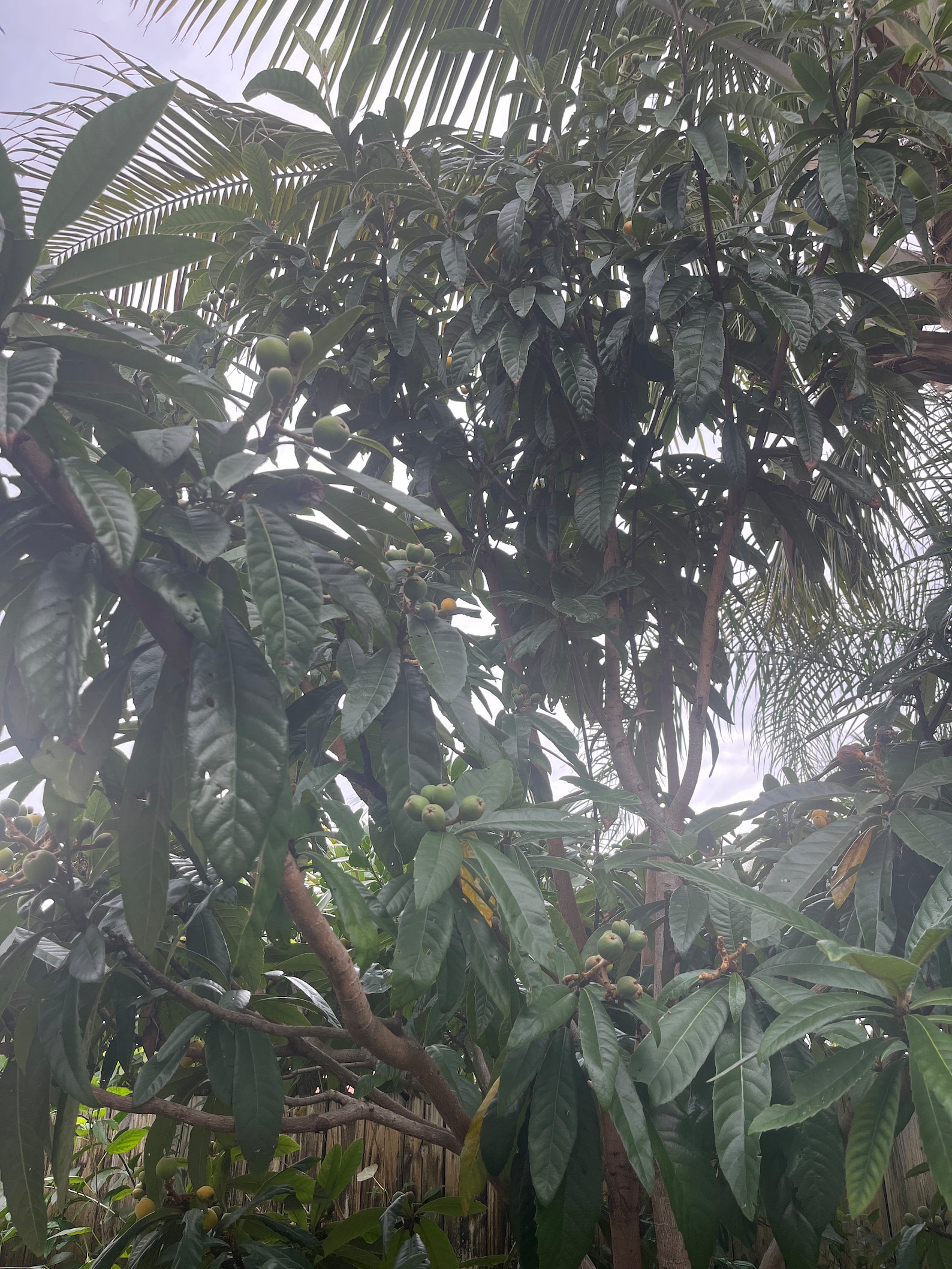 Loquat Tree Seeds- Japanese Plum Tree Seeds - Etsy