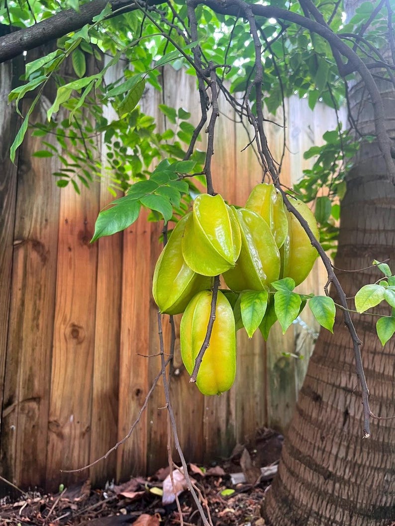 Star Fruit Seeds Freshly Picked Carambola Tree Seeds. 10 Seeds + - Etsy