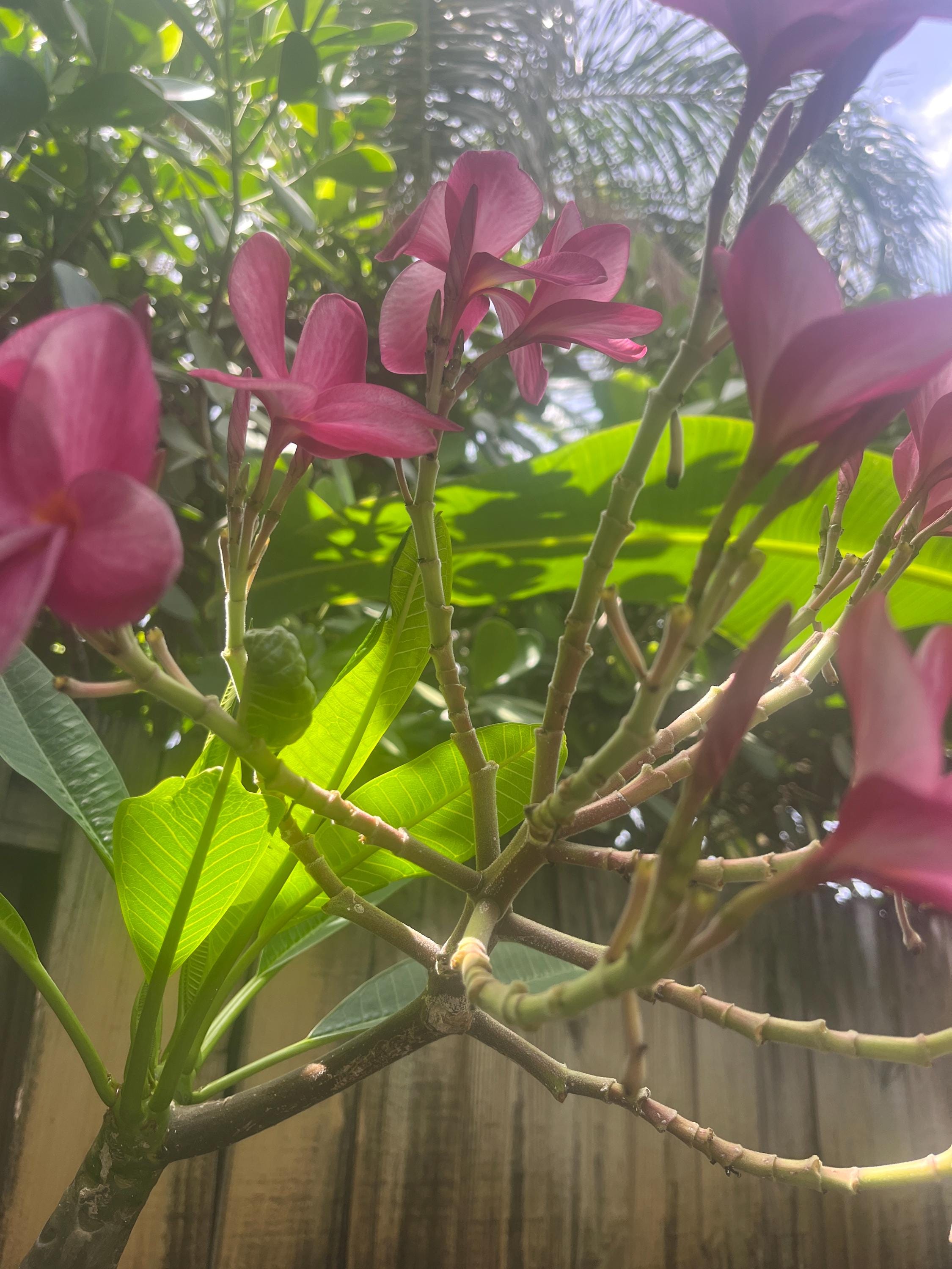 Neon Pink Plumeria Cutting. Hawaiian Plumeria - Neon Pink Flowers. 8 ...
