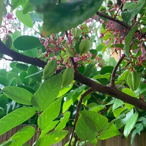 Star Fruit Seeds Freshly Picked Carambola Tree Seeds. 10 Seeds + - Etsy