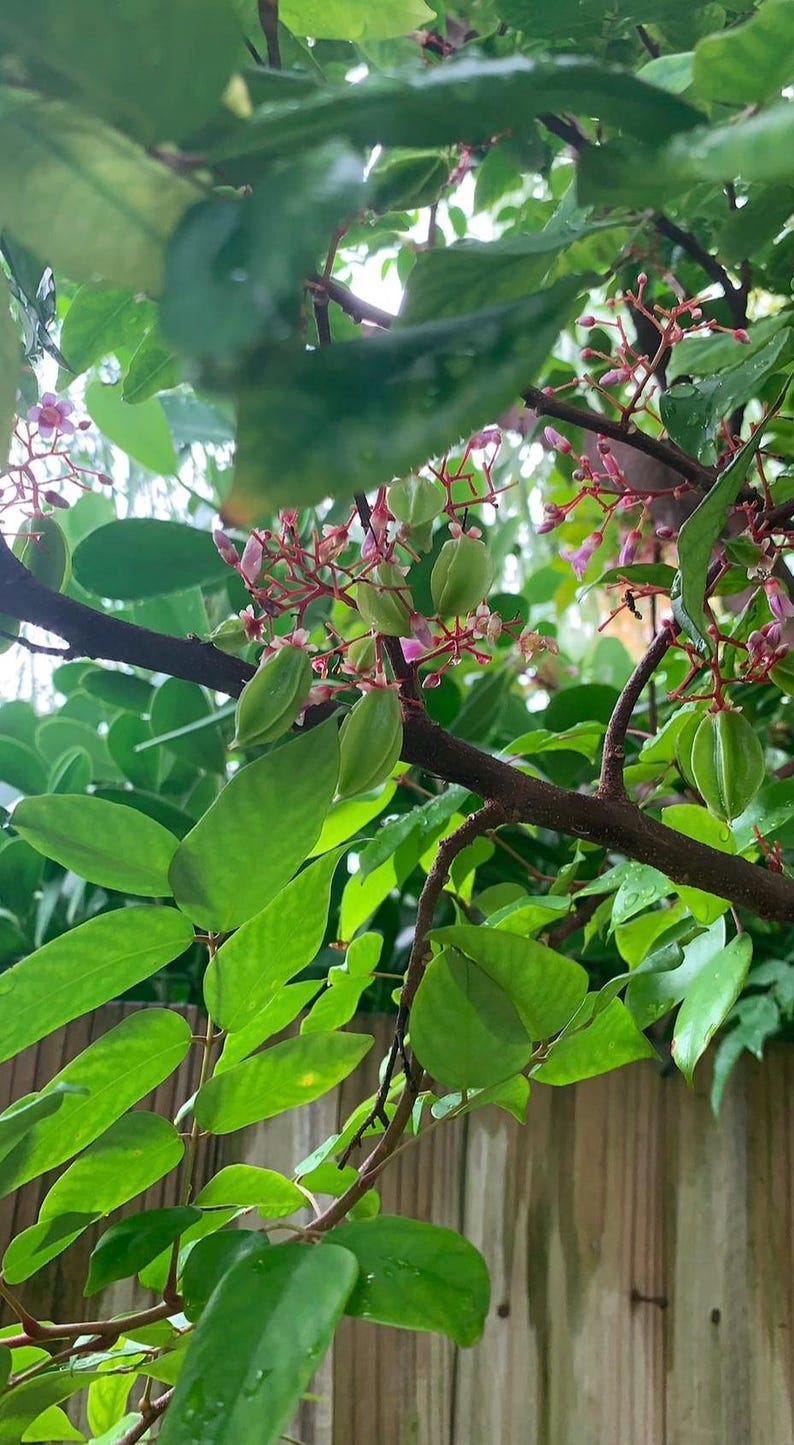 Star Fruit Seeds Freshly Picked Carambola Tree Seeds. 10 Seeds + - Etsy