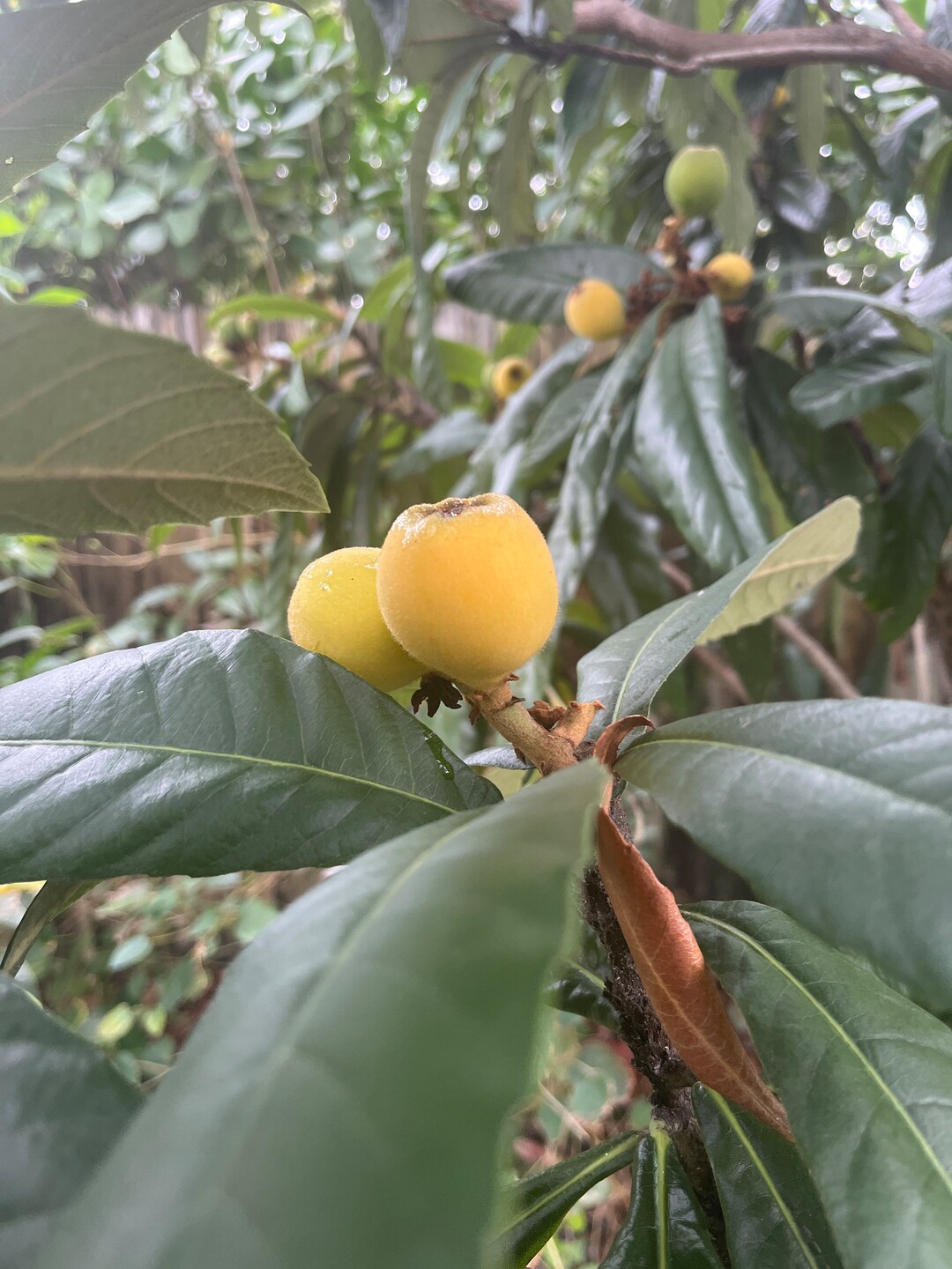 Loquat Tree Seeds- Japanese Plum Tree Seeds - Etsy