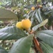 Loquat Tree Seeds- Japanese Plum Tree Seeds - Etsy