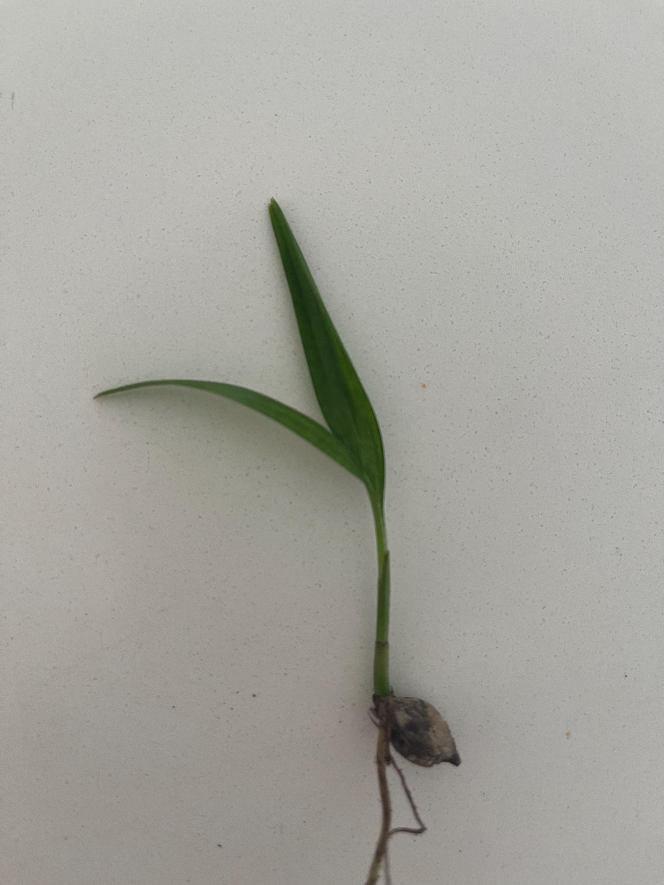 Christmas Palm Seedlings 2 Adonida Merrilli Seedlings - Etsy