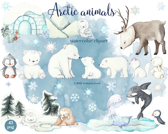 Arctic Animals Watercolor Cliparts Polar Animals North Pole - Etsy