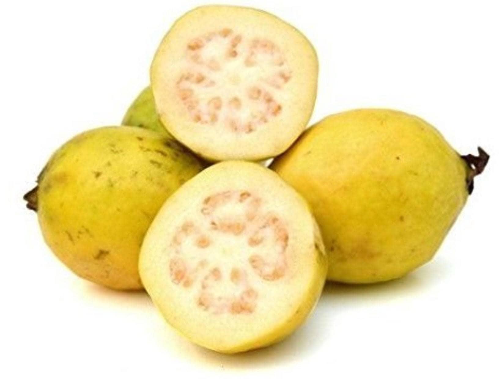 Guave Psidium guajava Common guave Gele guave Lemon | Etsy