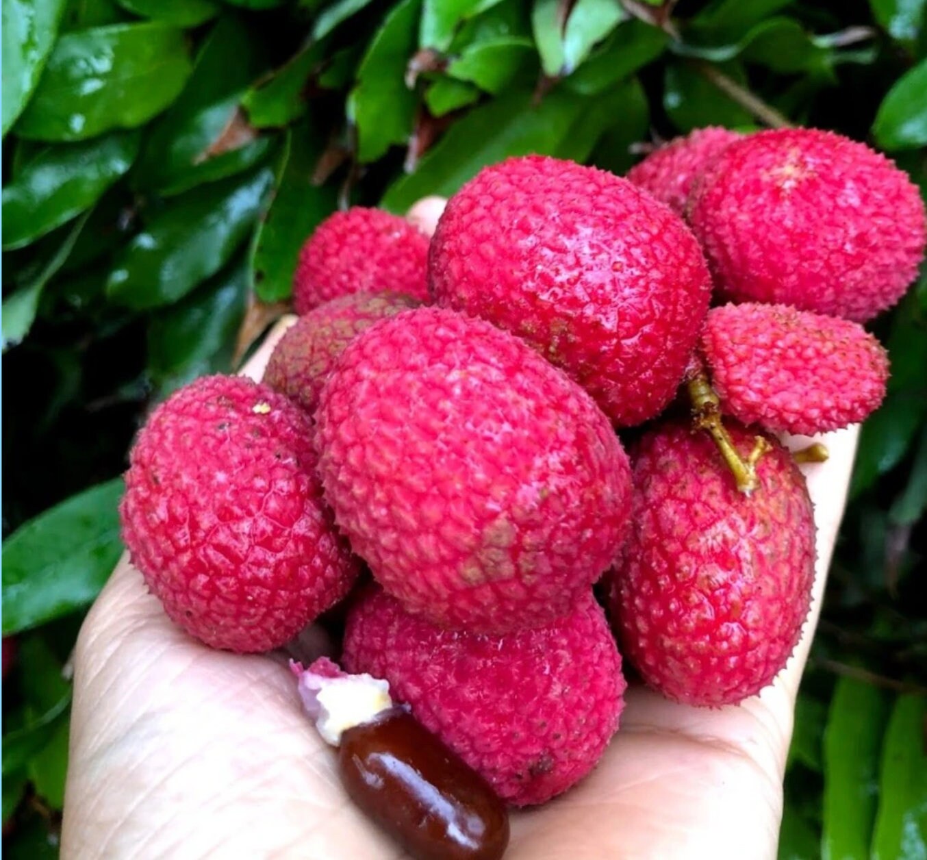 Semillas de Lychee Litchi Chinensis Litchi Lychi Jabón | Etsy