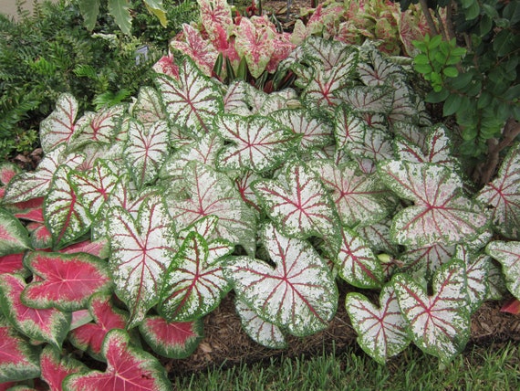 Premium 1 Caladium Celebration Bulbs 6 count | Etsy
