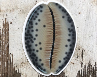 Hawaii Shell Stickers - Etsy
