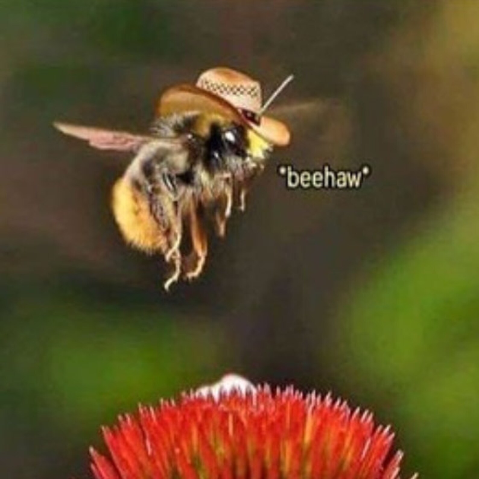 Beehaw Sticker | Etsy