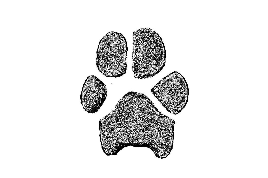 Custom Paw Print From Photo, Nose Print, Dog and Cat Paw, Paw Print ...