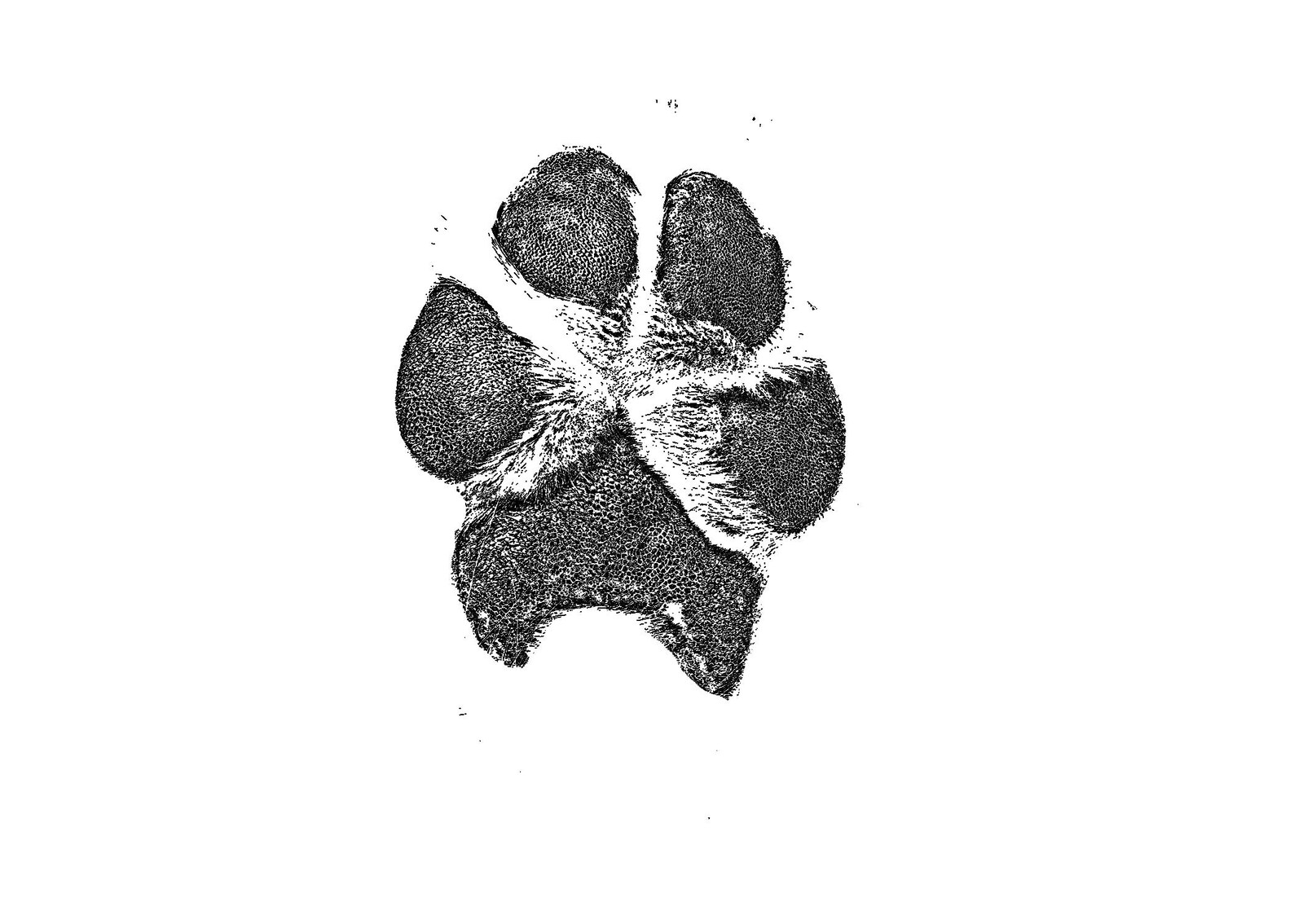 Custom Paw Print From Photo, Nose Print, Dog and Cat Paw, Paw Print ...