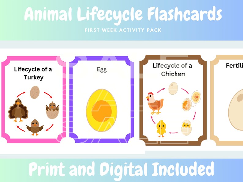 Animal Life Cycle Flashcards Life Cycles Printable Pack - Etsy