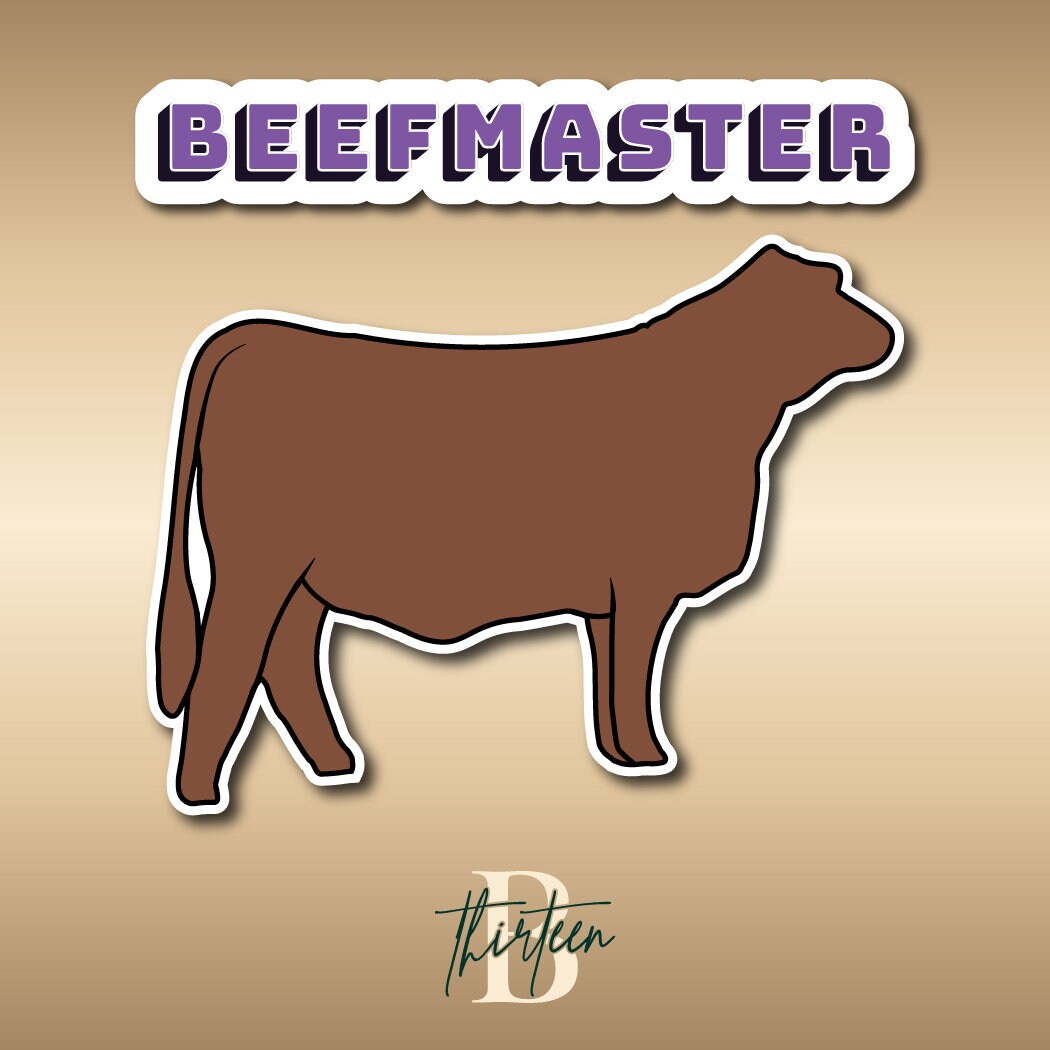 Beefmaster Heifer