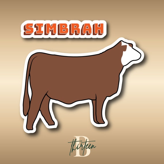 Simbrah Cow