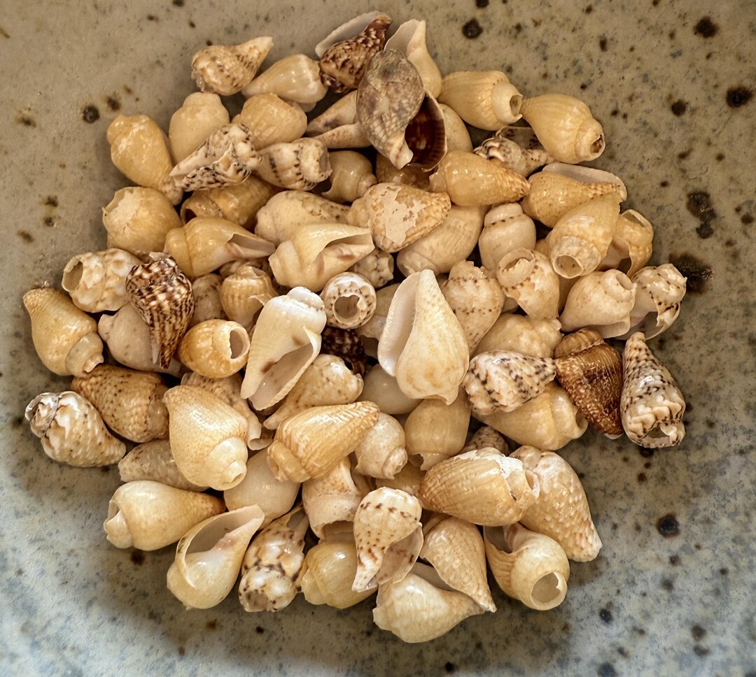 Beads 70+ Assorted Natural Sea Shells in From 3/8" to 1/2" Long - Etsy