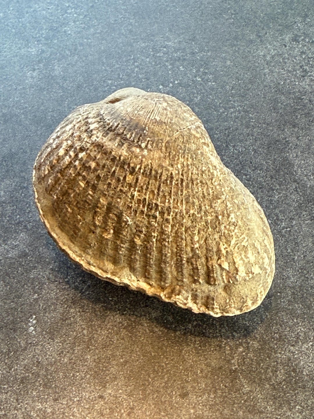 Fossilized Clam Real Stone Fossil Unknown Rock Type Palm Sized Gray - Etsy