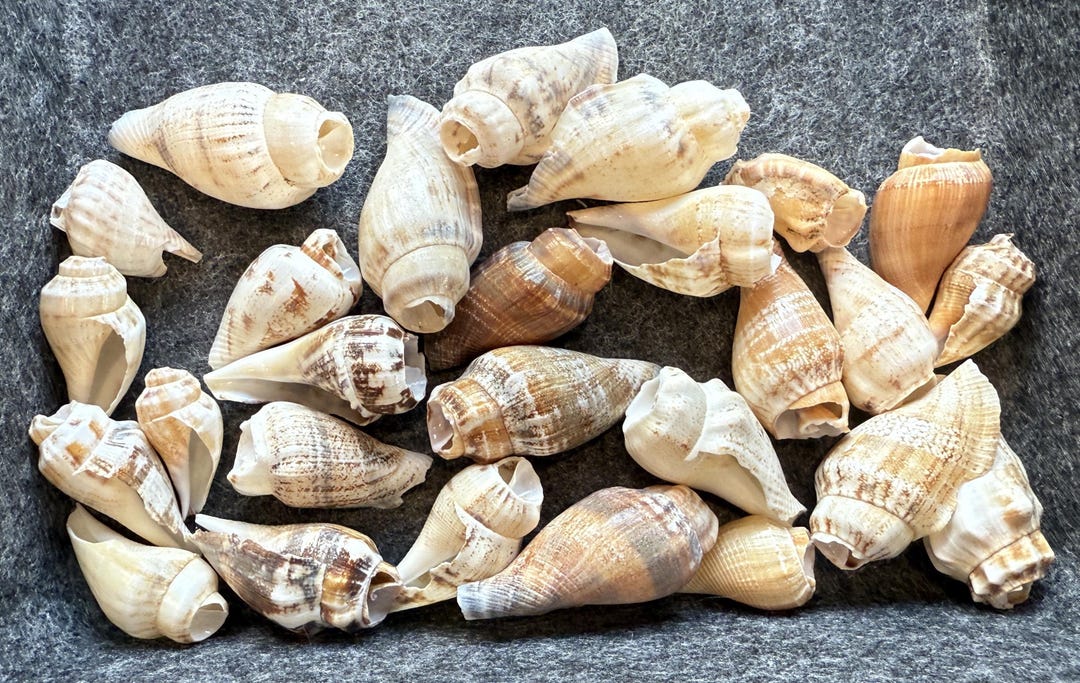 Chulla Sea Shell Beads: Assorted Sizes for Jewelry, Crafting - Etsy
