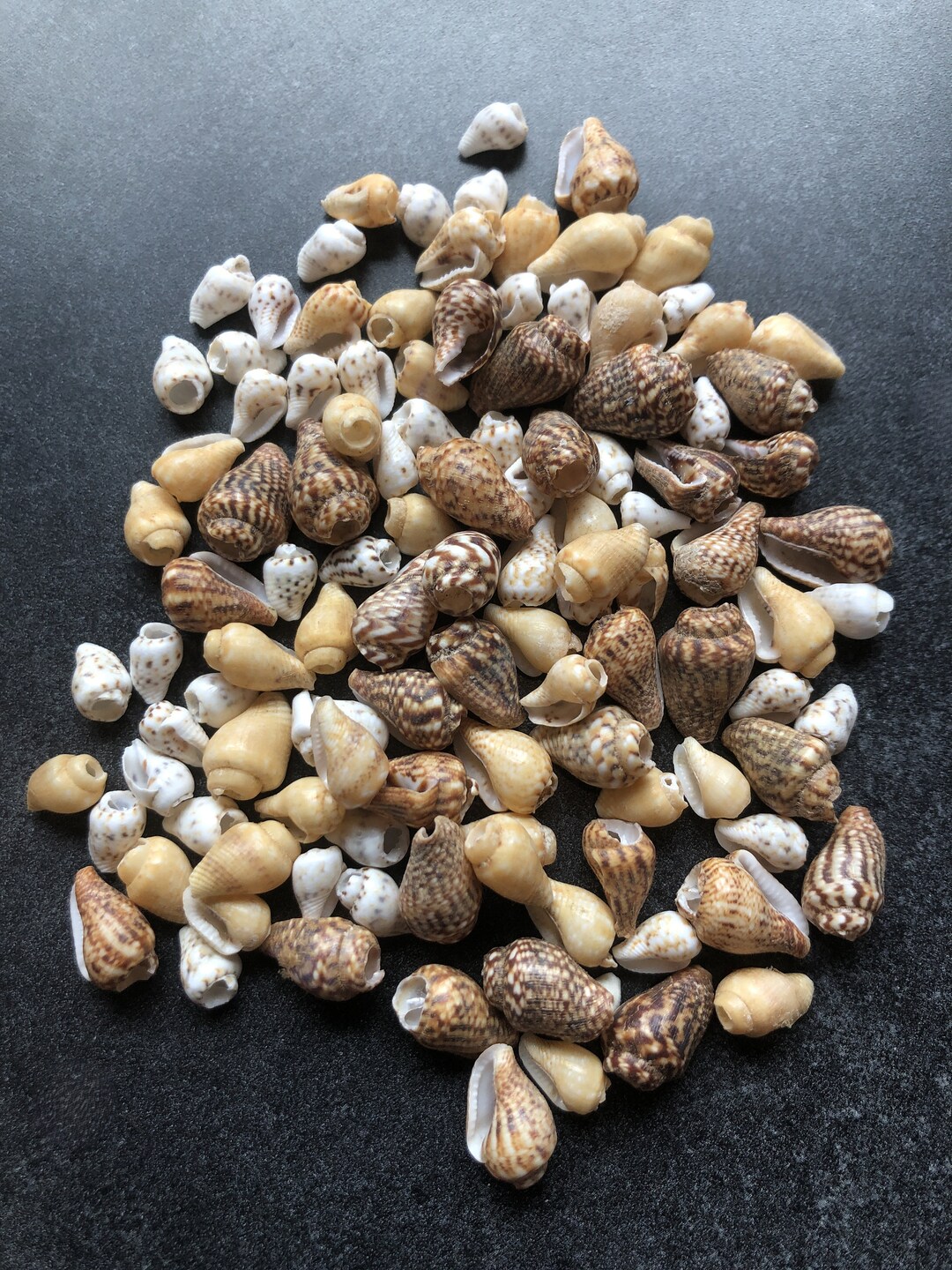 Beads 110+ Sea Shells Assorted Natural Conidae in Various Sizes for ...