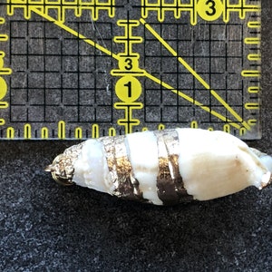 Pendant Sea Shell Crown Conch Single With Wire Bail for Crafting or ...