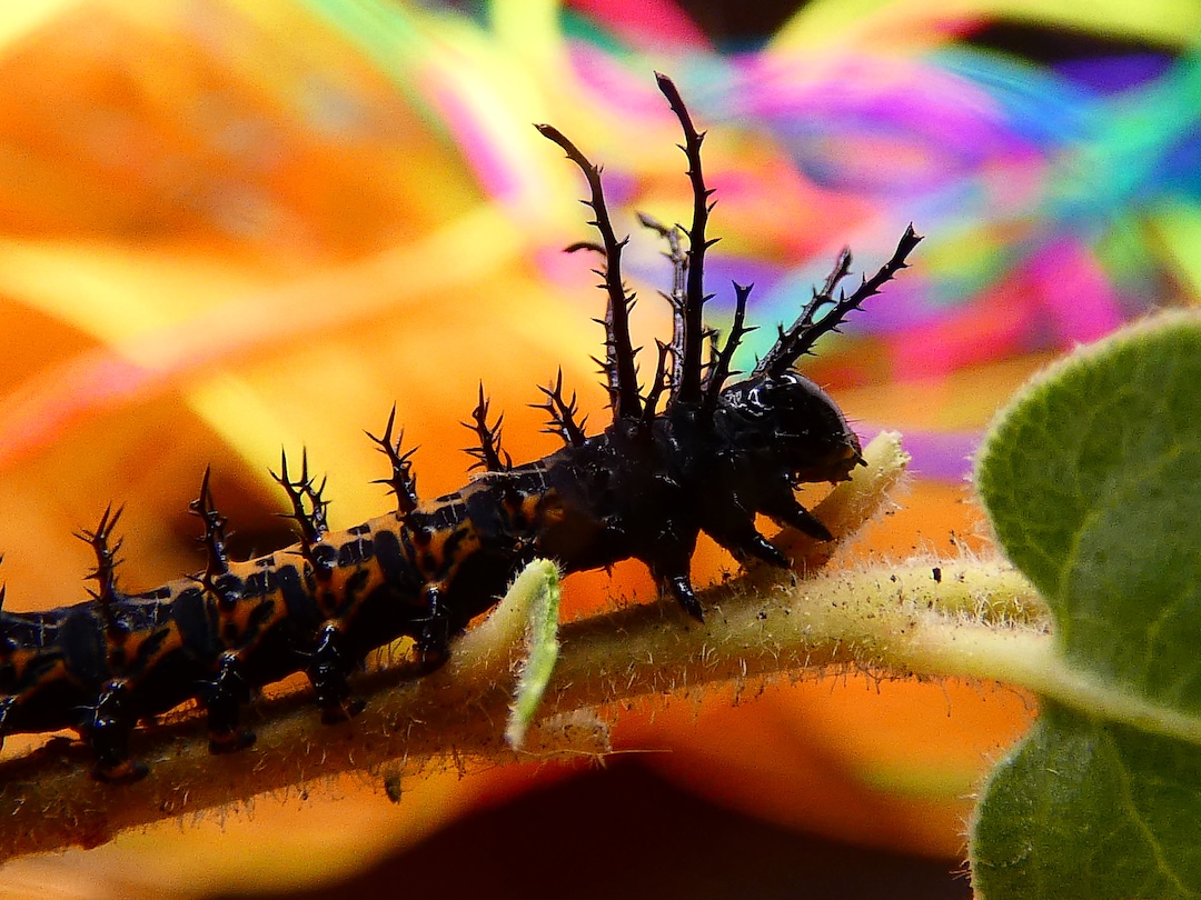 Citheronia Splendens Royal Moth Photography Print - Etsy
