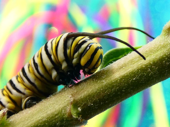 Neon Rainbow Monarch Caterpillar Photography Print | Etsy