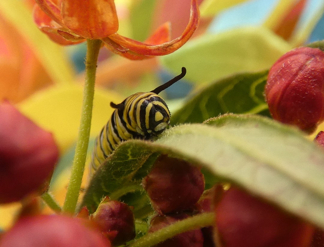 Cute Baby Monarch Caterpillar Photography Print - Etsy Singapore