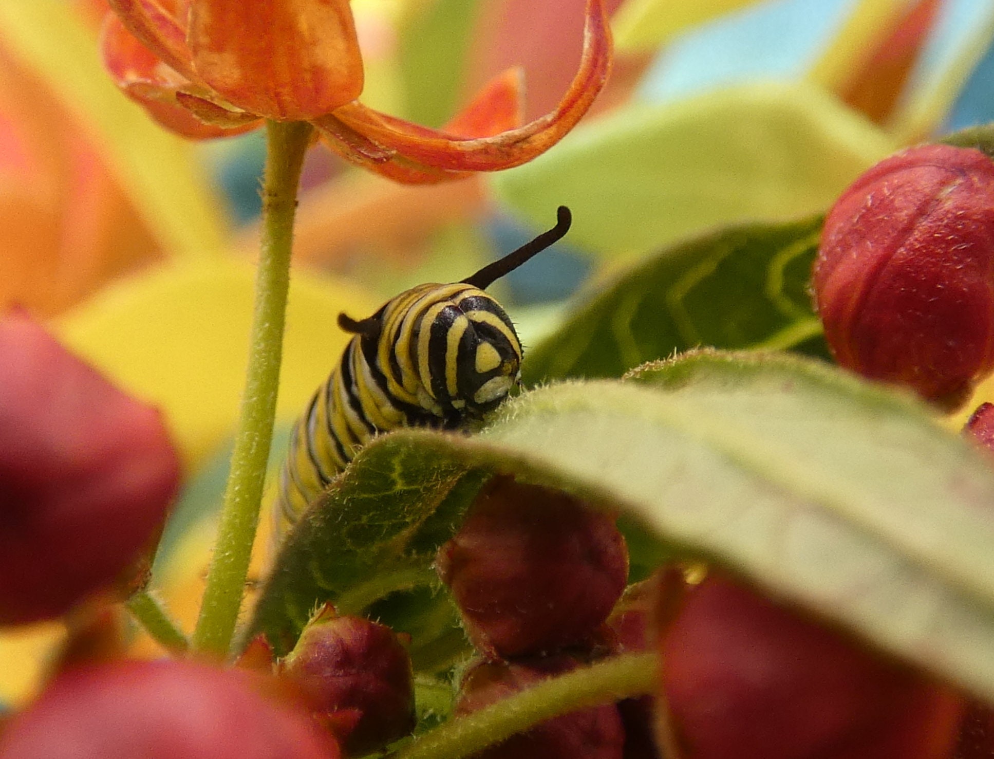 Baby Monarch Caterpillar