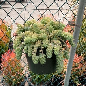 Donkey Tail 8 Inch LARGE Burros Tail Hanging Planter Succulent - Etsy
