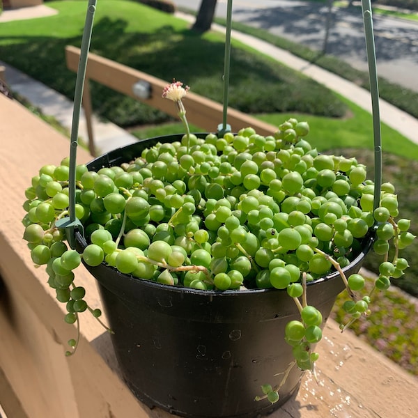 Trailing Plant - Etsy