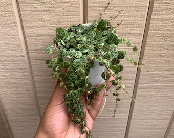 Peperomia Prostrata / String of Turtles - Etsy