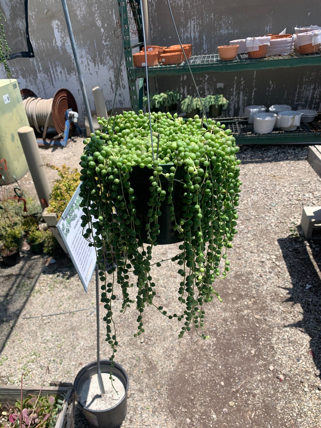 String of Pearls 8 Inch LARGE AND FULL Limited Sale! - Etsy