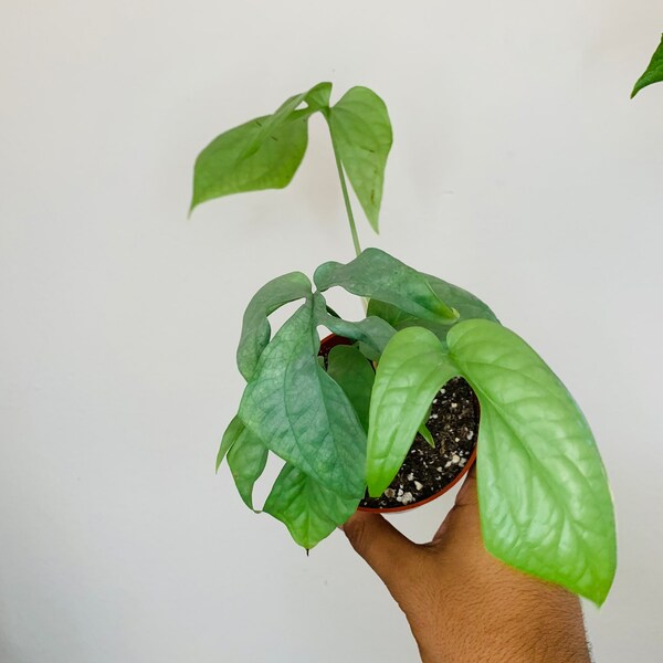 Spider Man Monstera - Etsy