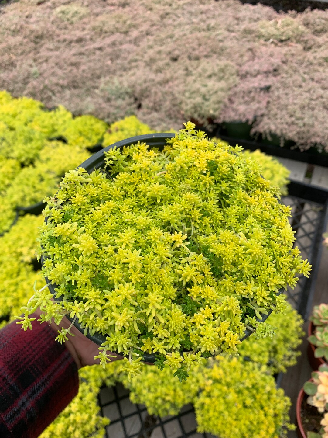 Sedum Tokyo Sun 6” Live Succulent - Etsy