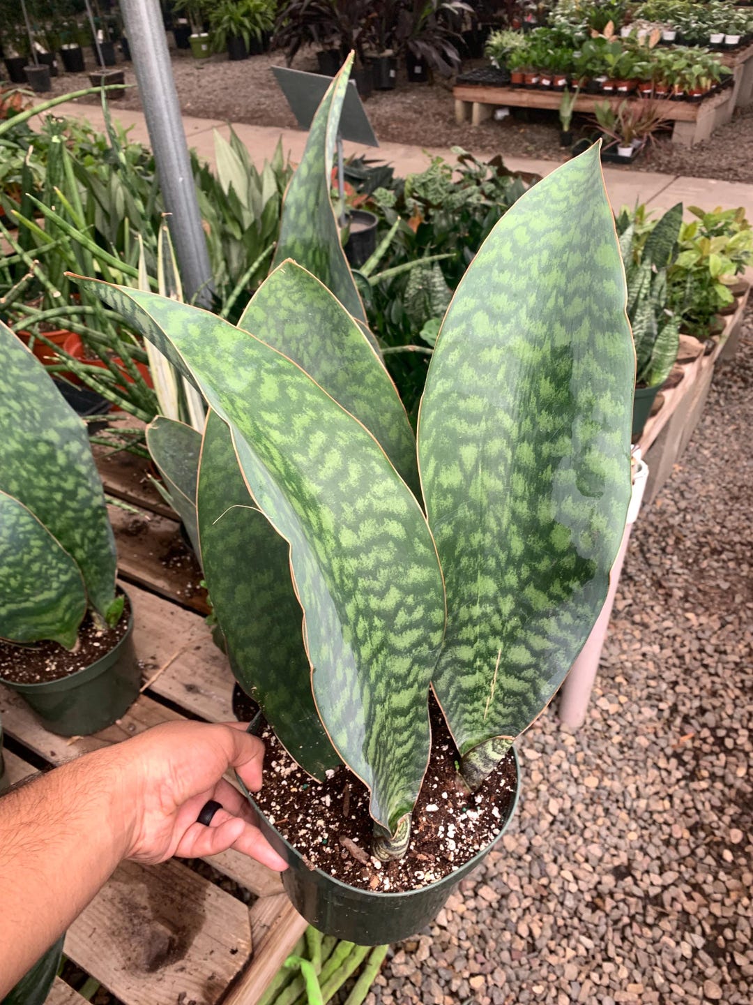 Whale Fin Snake Plant XXL - Rare Sansevieria - Etsy