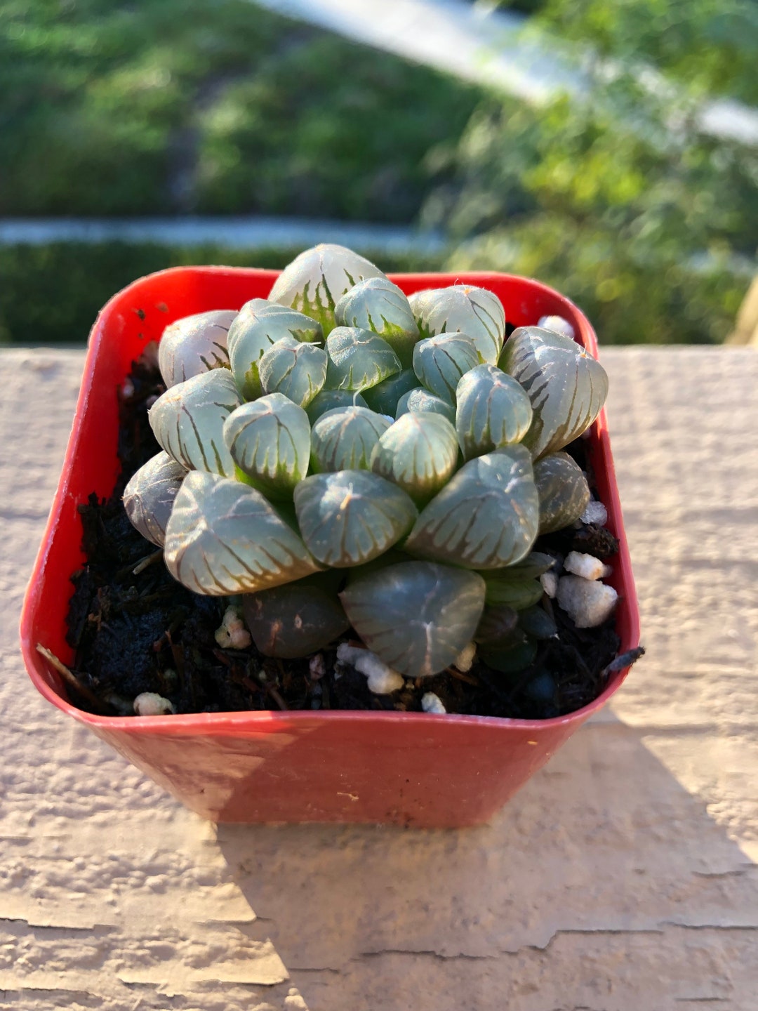 2 Haworthia Cooperi Rare Alien Eggs Succulents - Etsy