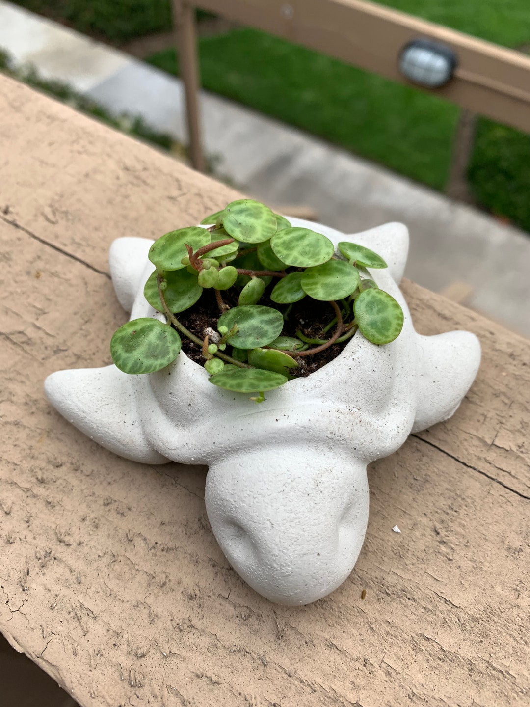 String of Turtles With Turtle Concrete Planter - Etsy