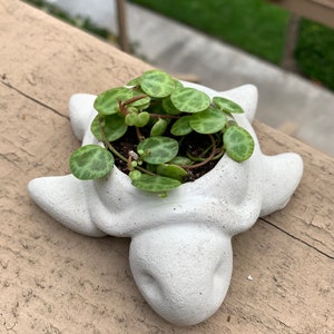String of Turtles With Turtle Concrete Planter - Etsy