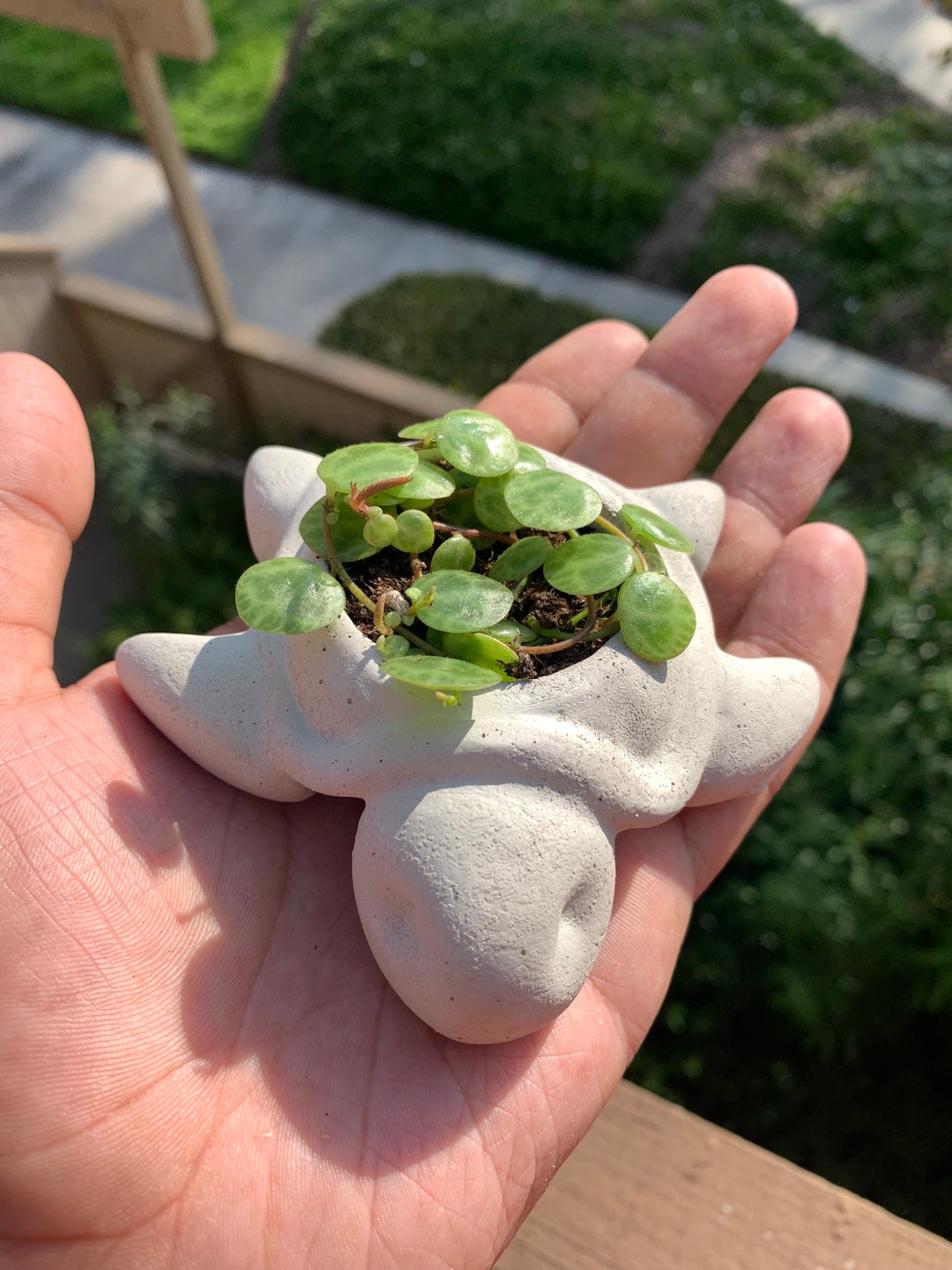 String of Turtles With Turtle Concrete Planter - Etsy