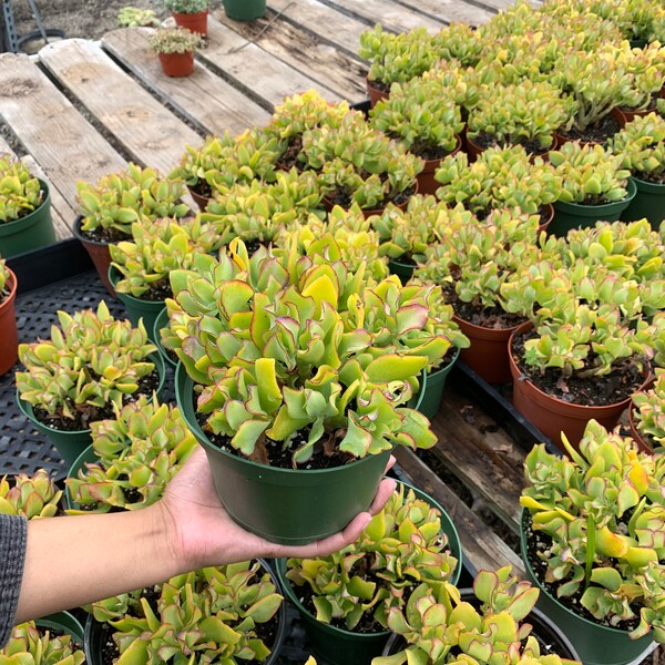 Large Jade Plant - Etsy