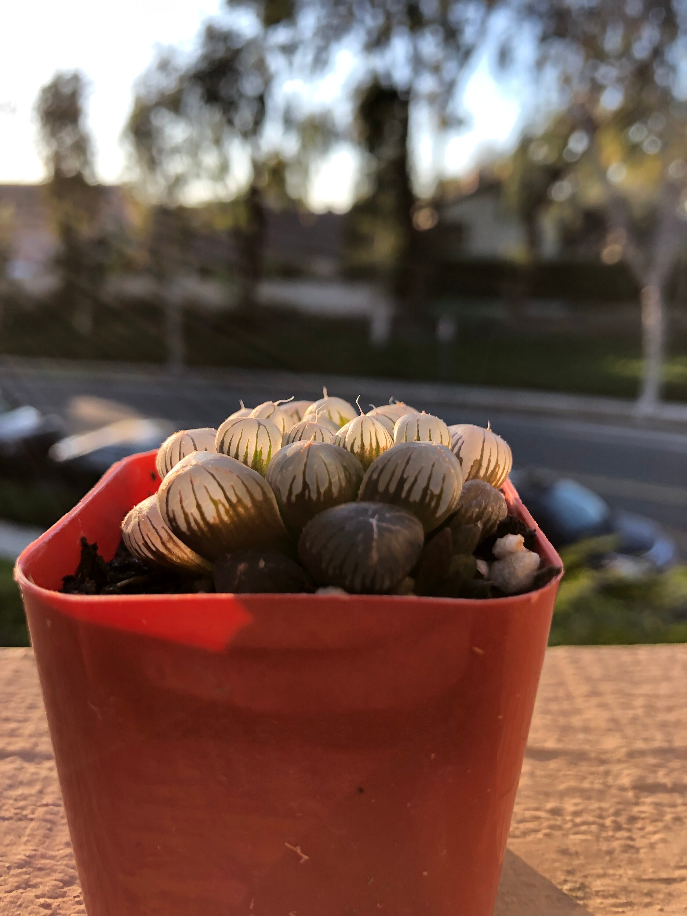 2 Haworthia Cooperi Rare Alien Eggs Succulents - Etsy