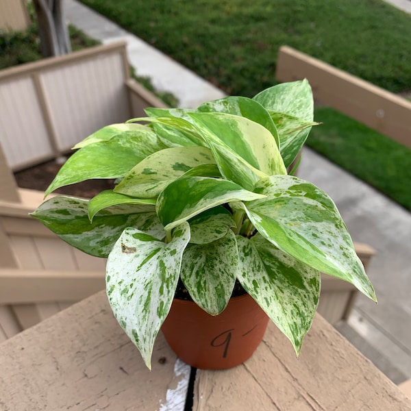 Snow Queen Pothos - Etsy
