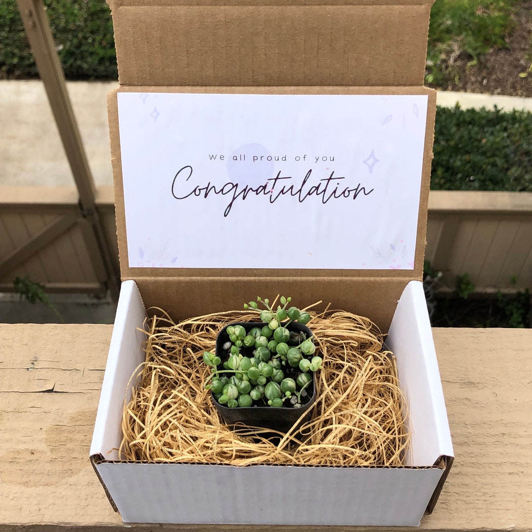 Congratulations Gift Box String of Pearls Variegated - Etsy