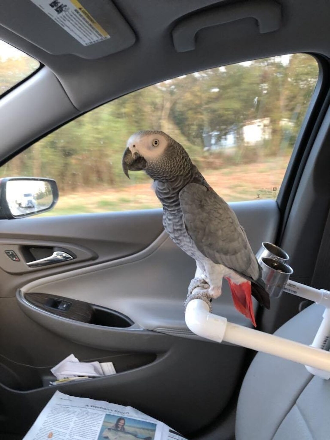 Parrot Car Travel Perch (2 Bird Sizes to Choose From) - Etsy
