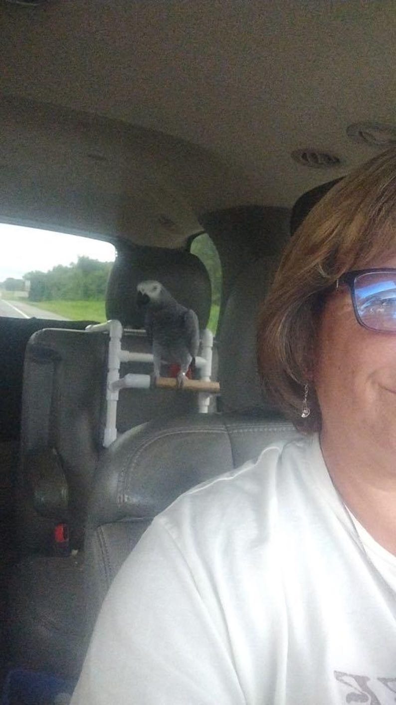 Parrot Car Travel Perch (2 Bird Sizes to Choose From) - Etsy