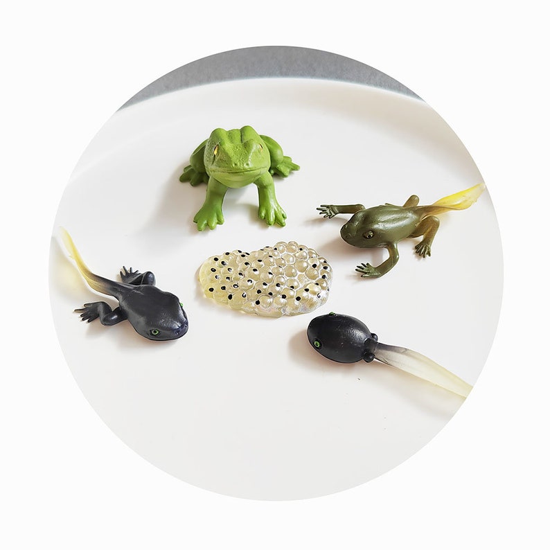 Simulation Wild Animals Frog Growth Cycle Action Figures Model Tadpole ...