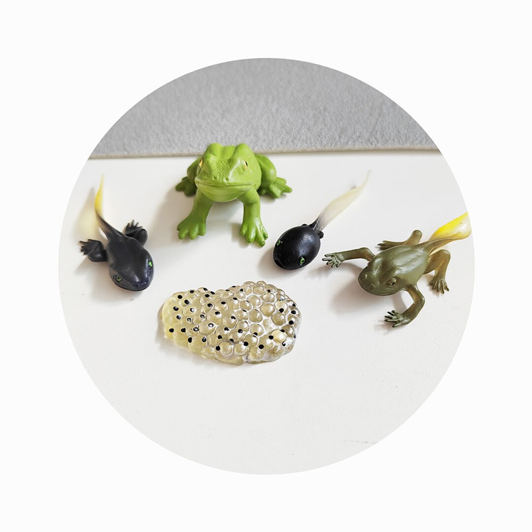 Simulation Wild Animals Frog Growth Cycle Action Figures Model Tadpole ...