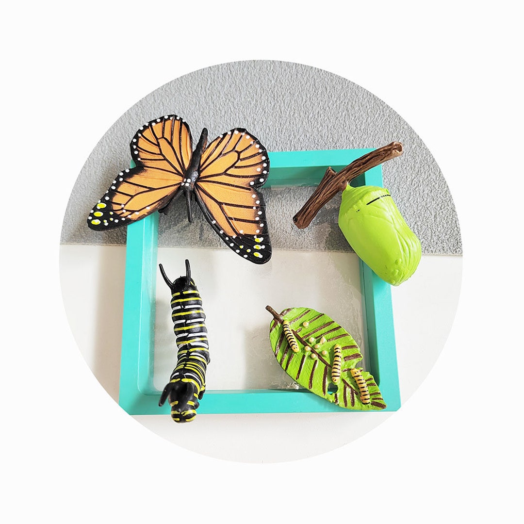 Butterfly Growth Life Cycle Animal Figurine Model Lifelike Action ...